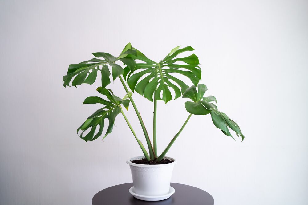 Monstera Deliciosa Large Form vs. Small Form (Key Similarities and ...
