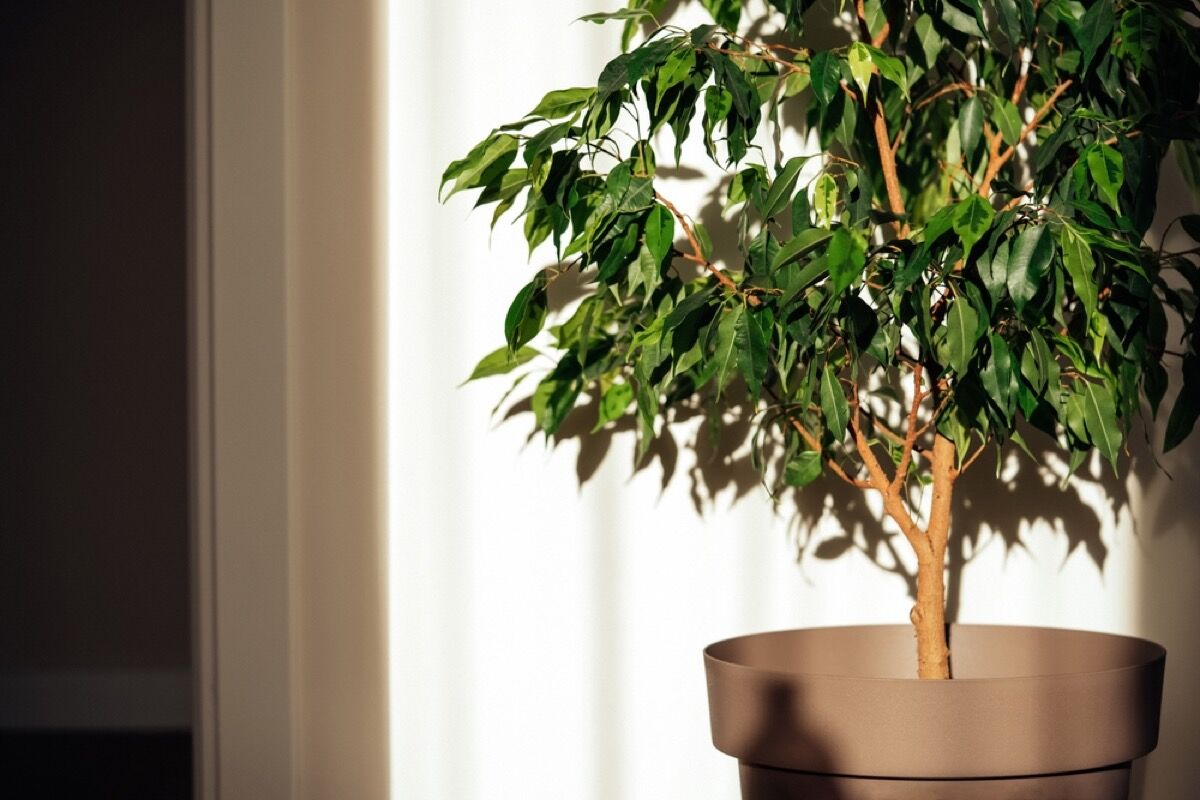 Why Is My Ficus Tree Losing Leaves Expert Solutions Foliage Friend Learn About Different